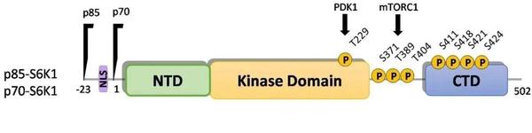 体型控制器：S6K1 - 知乎