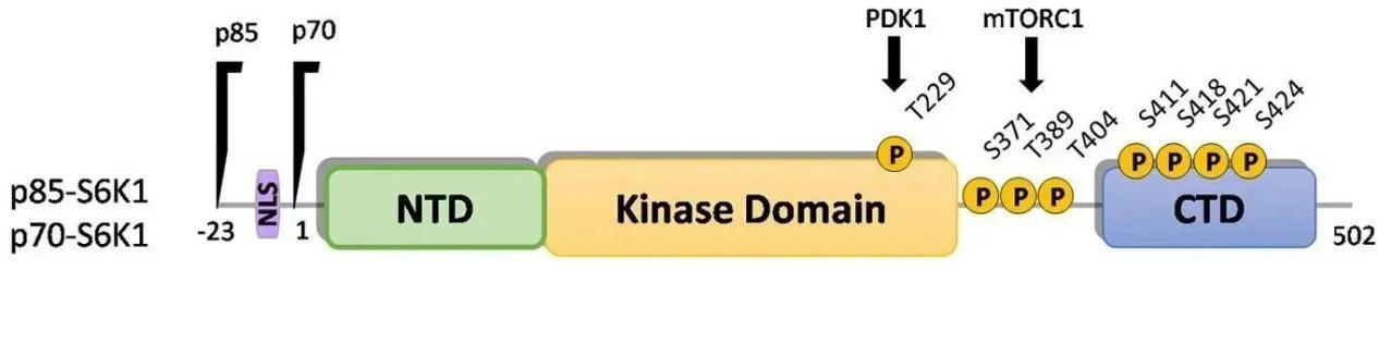 体型控制器：S6K1 - 知乎