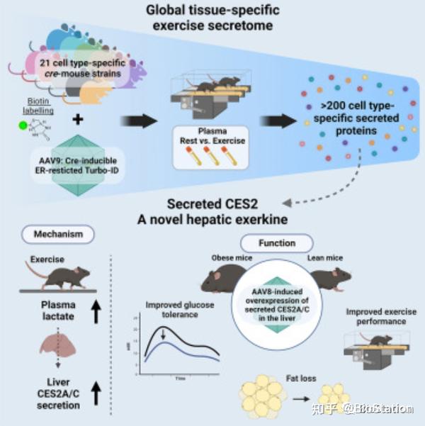 Cell Metab |运动后肝细胞释放的新型蛋白，可抗肥胖、改善糖代谢和提升运动表现！ - 知乎