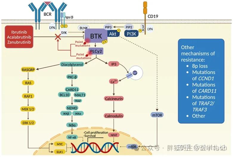 BTK抑制剂简介 - 知乎