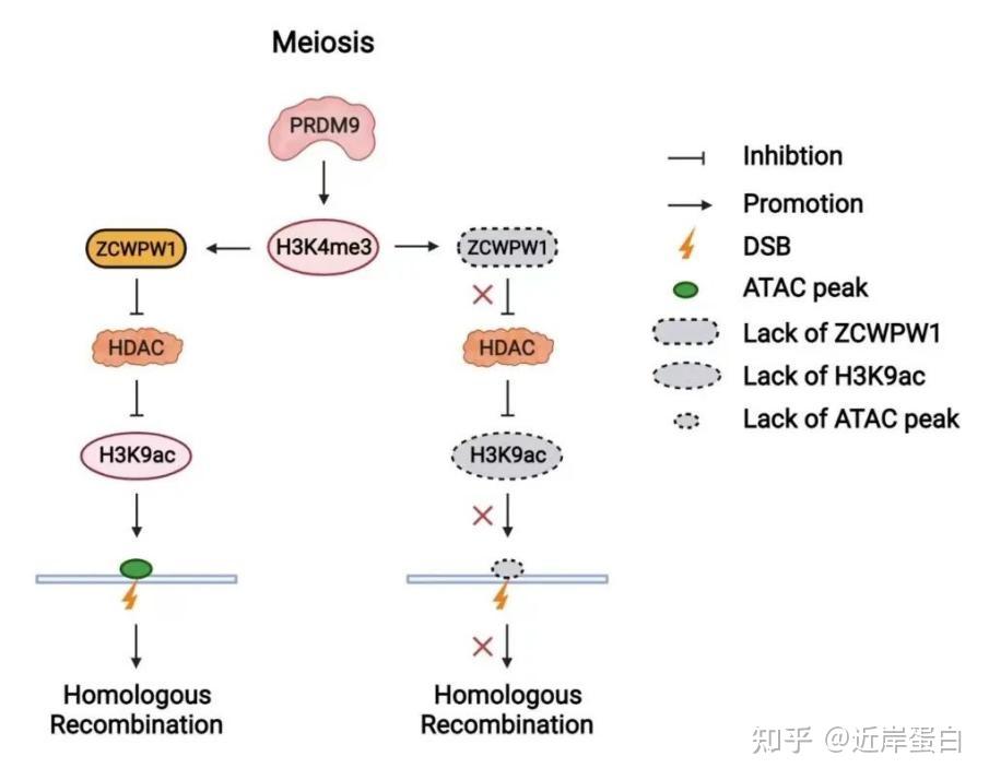 ATAC技术揭示减数分裂同源重组表观遗传新机制 - 知乎