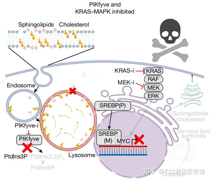 【Nature】胰腺癌中肿瘤代谢型合成致死的新靶点: PIKfyve - 知乎