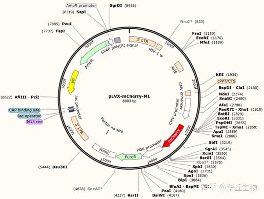 载体构建方法 - 知乎