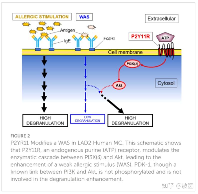 人肥大细胞脱颗粒:P2受体激动剂的调控 - 知乎