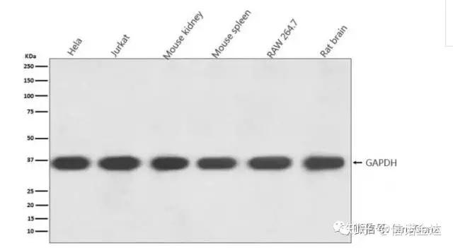Western Blot 中如何选择内参抗体？ - 知乎