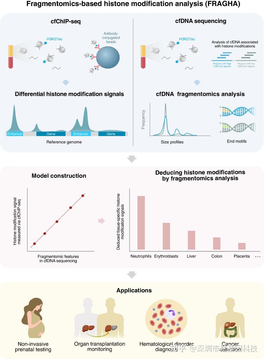易基因：cfChIP-seq揭示cfDNA片段化模式与组蛋白修饰的相关性 助力液体活检新突破｜PNAS - 知乎