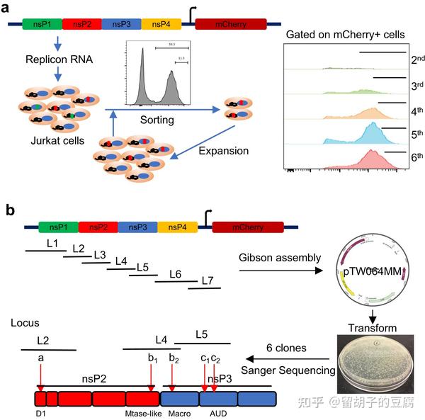 综述|自复制RNA质粒载体序列优化设计策略 - 知乎
