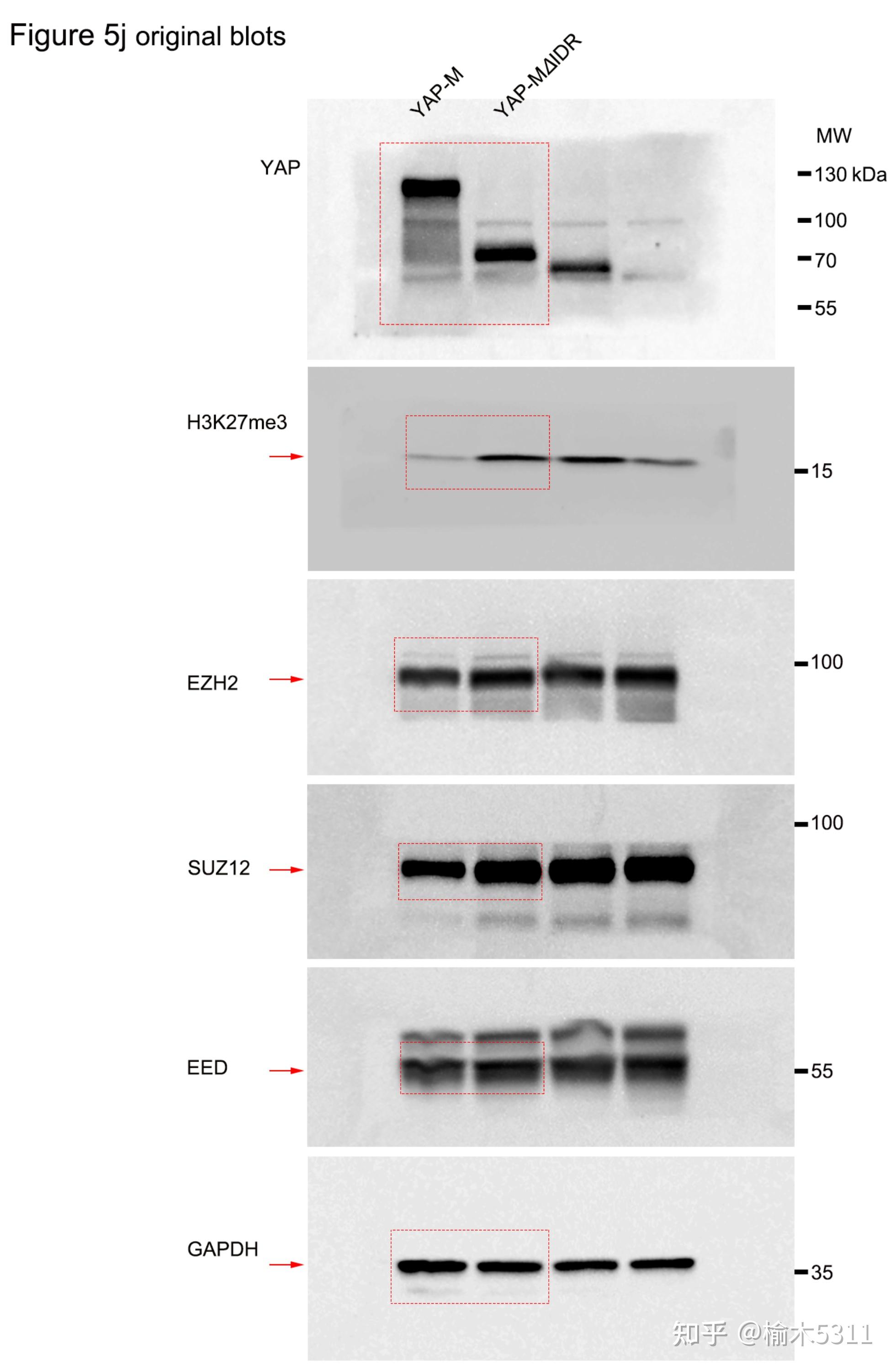 Western blot，不推荐整膜带marker的理由, 真实WB/ Western blot欢迎垂询交流~ykt3728 - 知乎