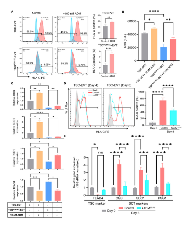 Sci. Adv. | Stereo-seq揭示肾上腺髓质素在胎盘发育和早发型子痫前期发病机制中的作用 - 知乎
