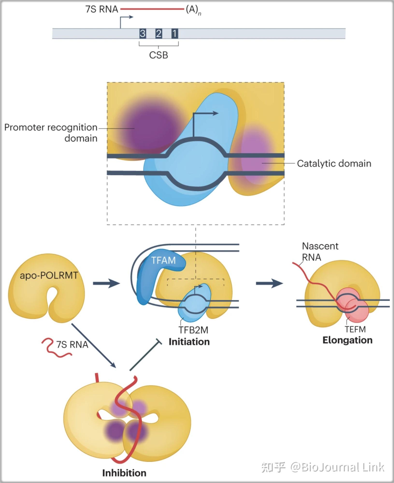 综述精读 | 人类线粒体转录的机制与调控 - 知乎
