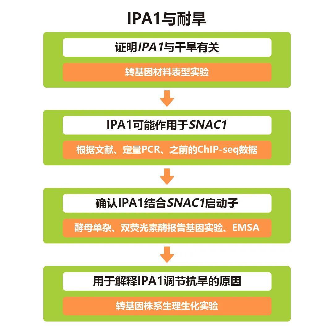 转录因子IPA1，次次都能发顶刊是怎么做到的？ - 知乎