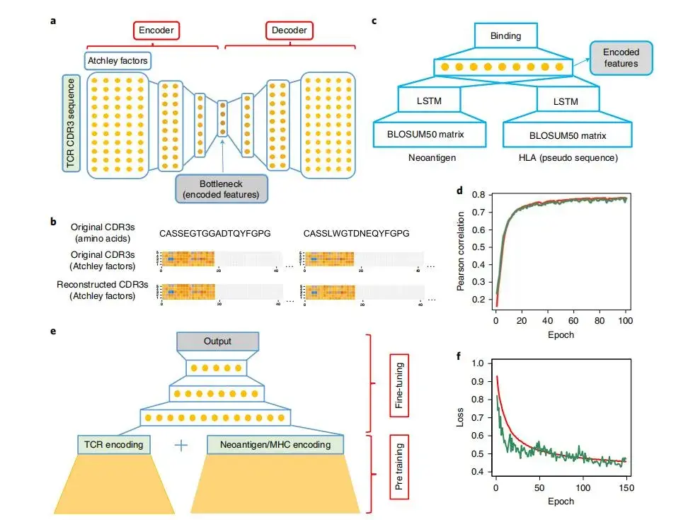 Nat Mach Intell|基于深度学习的T细胞受体-抗原结合特异性预测 - 知乎