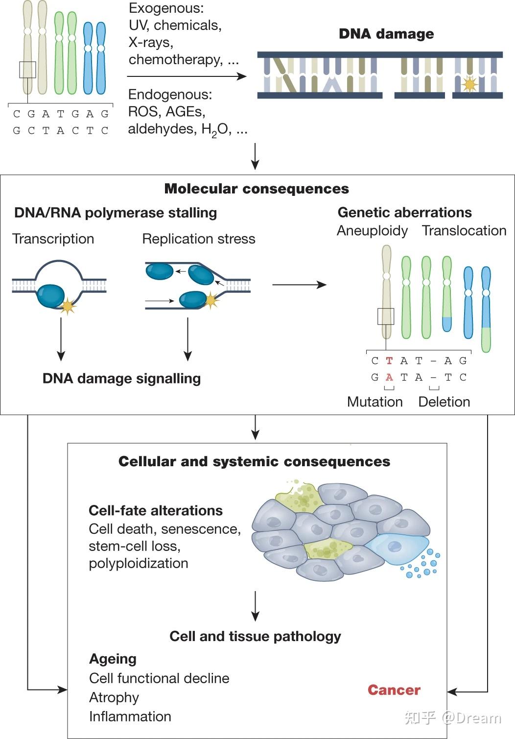 DNA损伤与衰老：机制、影响及未来展望 - 知乎