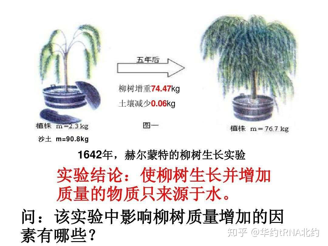 Van.Helmont （1579-1644）的“柳树实验” - 知乎