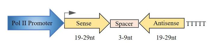 RNA干扰-shRNA简单设计方法 - 知乎