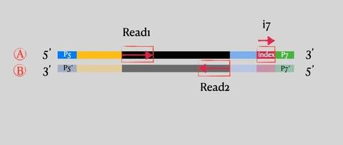 illumina Flowcell表面的Oligo是什么？ - 知乎