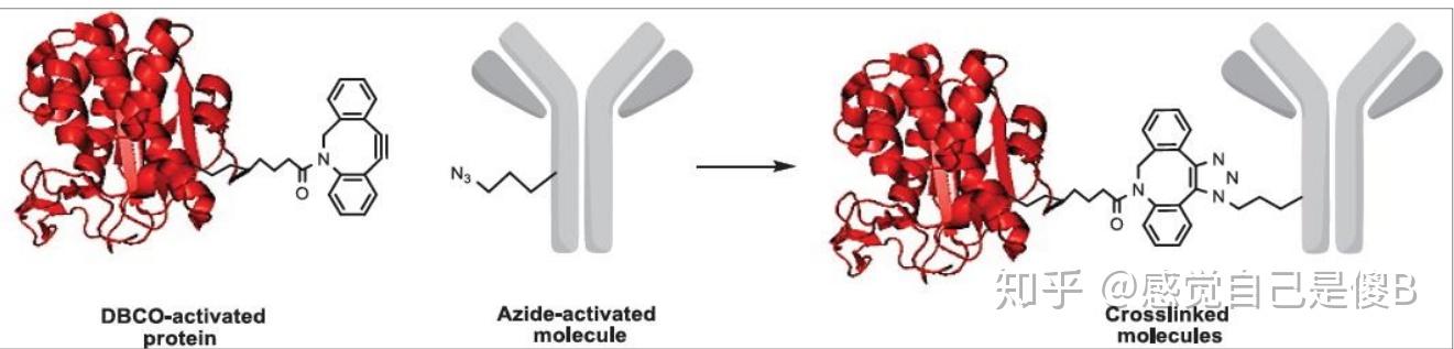 Seminar 01-Peptoid nanosheets - 知乎
