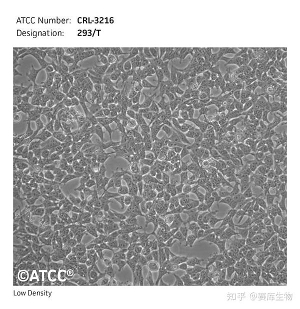 细胞学堂|293T细胞贴壁性差，容易漂？转染病毒后凋亡严重？293T培养诀窍盘点！ - 知乎