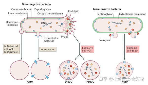 肠道菌群（GM）来源细胞外囊泡 （bEVs）的研究进展 - 知乎