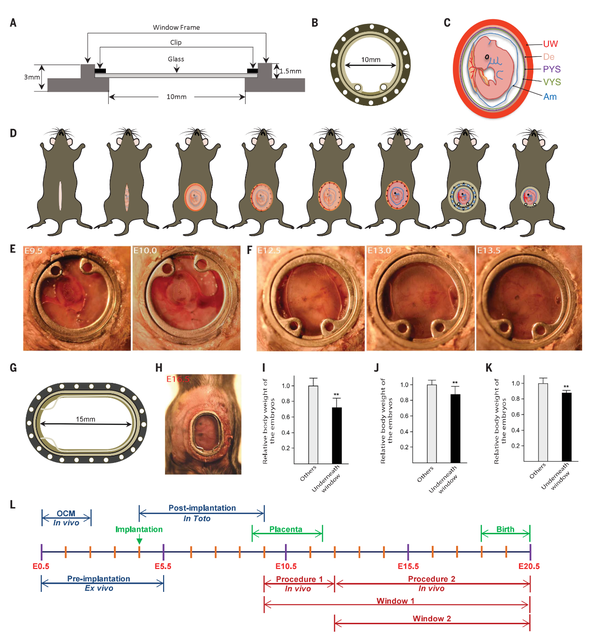 Science突破丨直视小鼠胚胎发育过程——研究小鼠胚胎发育活体成像的方法 - 知乎
