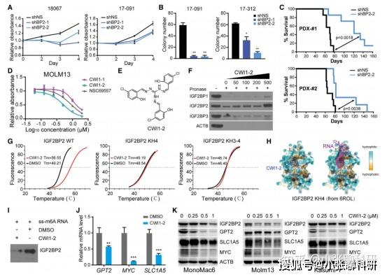 【文献详解】肿瘤治疗新思路：靶向m6A机制 - 知乎