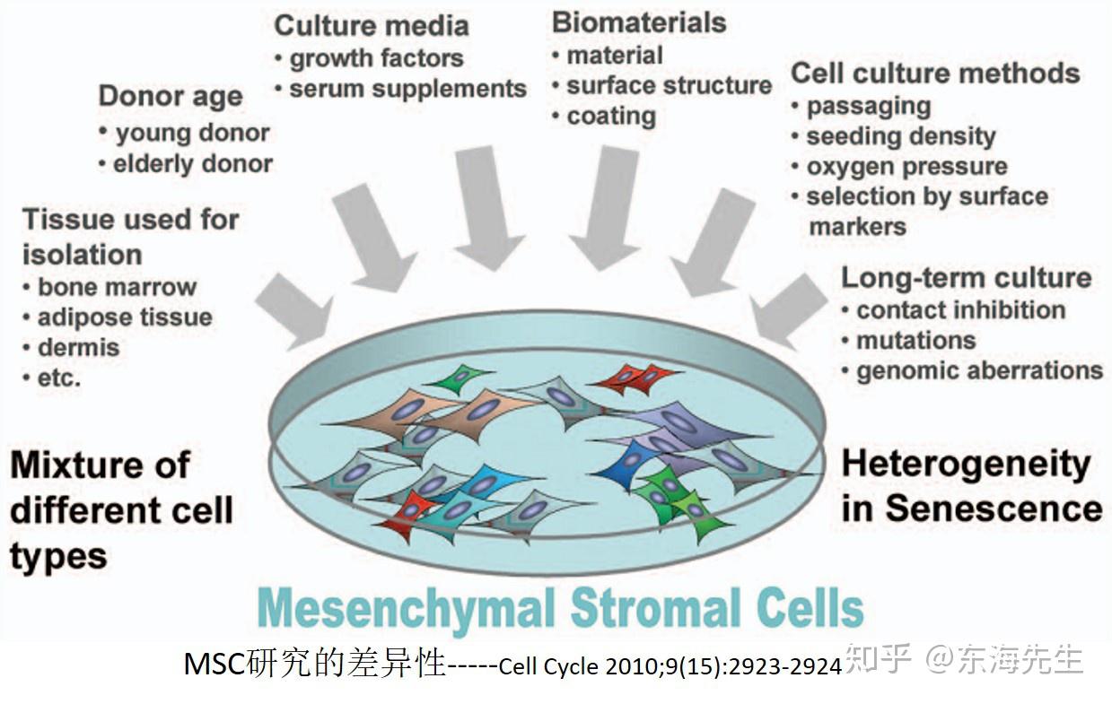长文分析MSC的功能特性和临床挑战 - 知乎