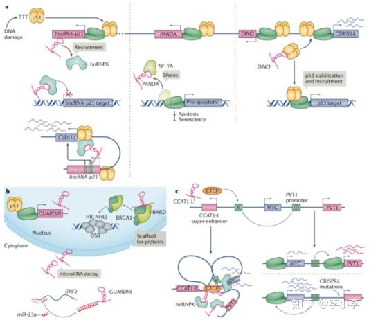 LncRNA研究必读综述--LncRNA与基因调控及其生物学功能 - 知乎