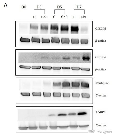 中药提取物刺激细胞做个(PCR Array+WB)发5分杂志 - 知乎