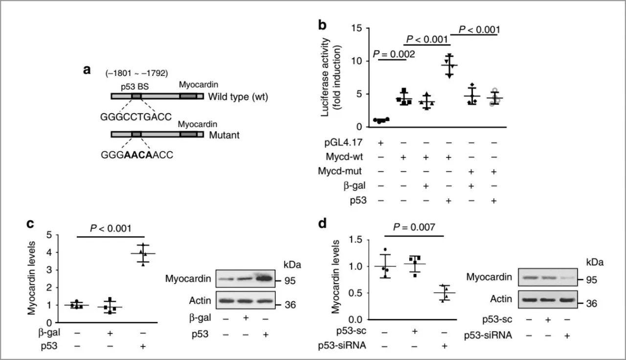 LncRNA＋自噬＋p53＝10分文章 - 知乎