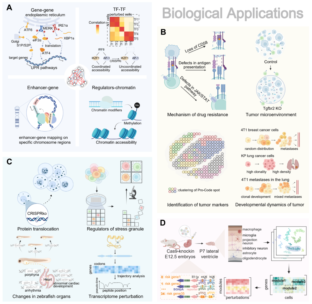 Adv Sci 综述｜范骁辉/王毅团队评述基于CRISPR和单细胞组学的大规模基因筛选技术及其应用 - 知乎