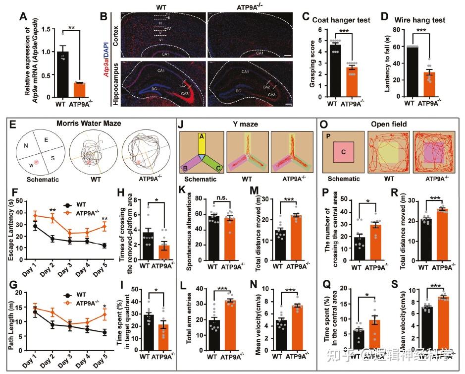专家点评 Mol Psychiatry︱广州医科大学冯杜团队发现ATP9A是注意缺陷和多动障碍和智力障碍的全新致病基因 - 知乎