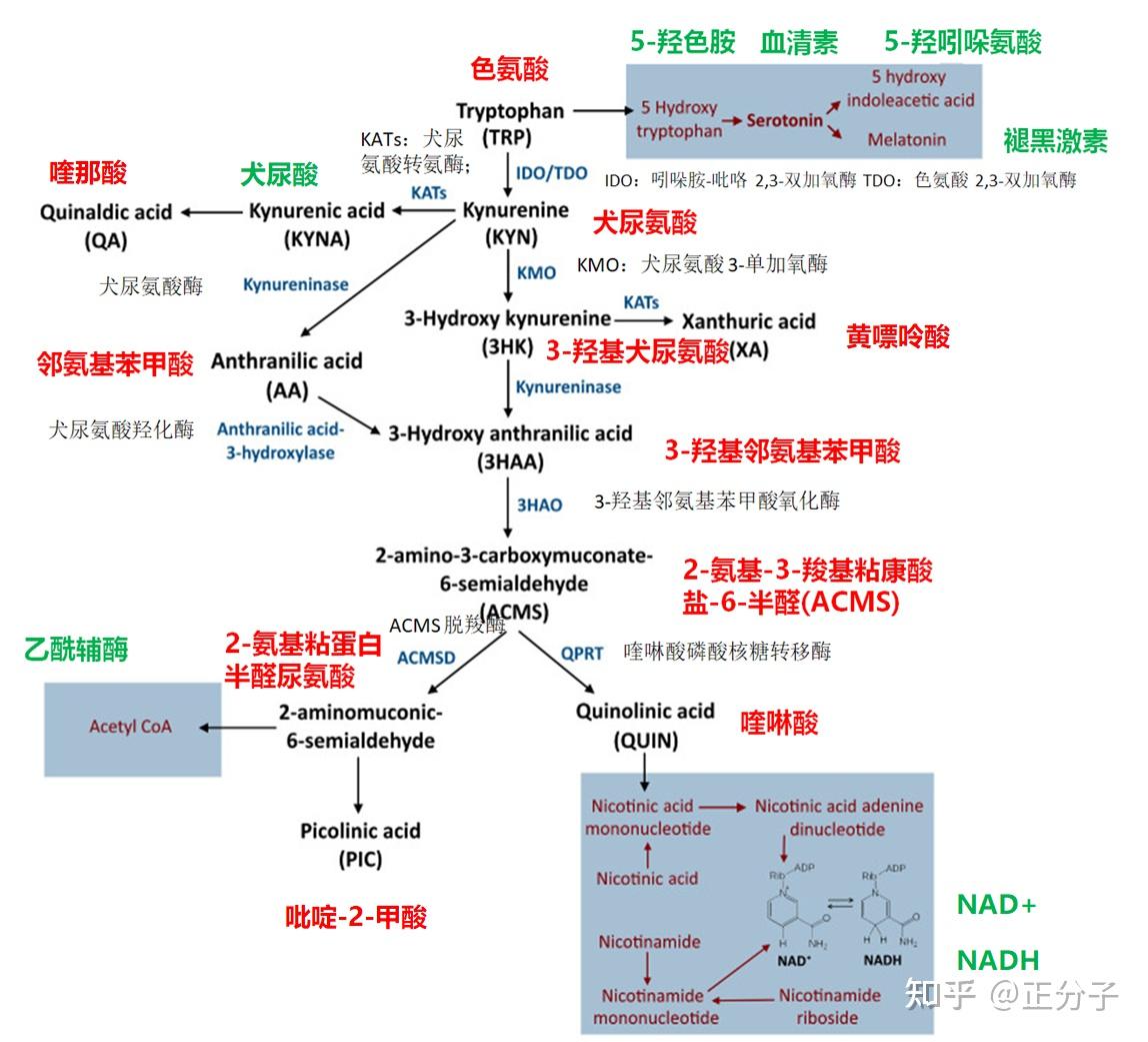 新冠病理（4）疲劳抑郁失眠脑雾：被病毒改变的色氨酸代谢 - 知乎
