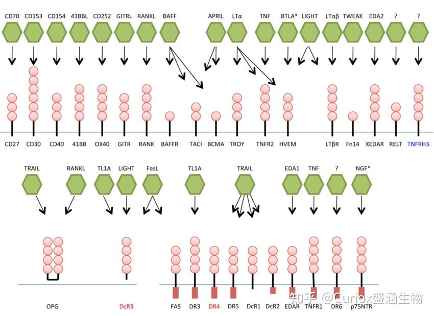 新技术加速抗体研发｜Genentech四价双表位抗体实现TNFRSF内在激动活性 - 知乎