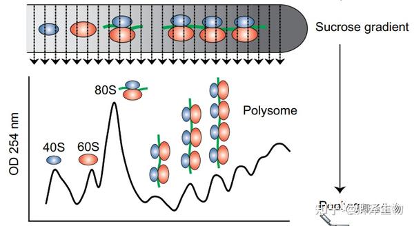 Monosome！Disome！Trisome！Polysome！ - 知乎