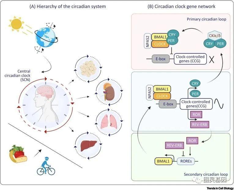 Tre Cell Bio | 掌握昼夜节律，提高癌症治疗成功率 - 知乎