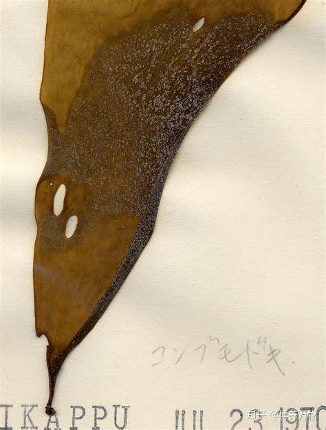 海带目Laminariales:壮丽巨藻，海中森林的创建者 - 知乎