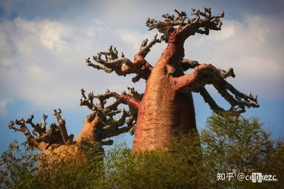 来马达加斯加，教你辨认猴面包树！！ - 知乎