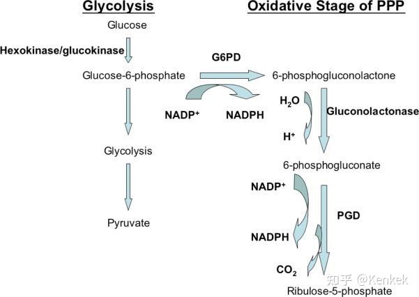 G6PD缺乏症（蚕豆病）与改善 - 知乎