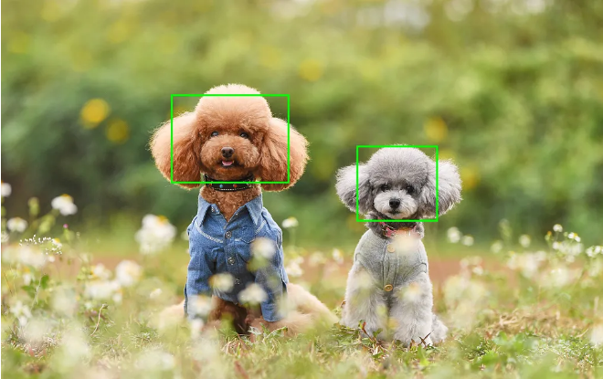 小视科技：狗脸识别算法，让你告别狗盲症！ - 知乎