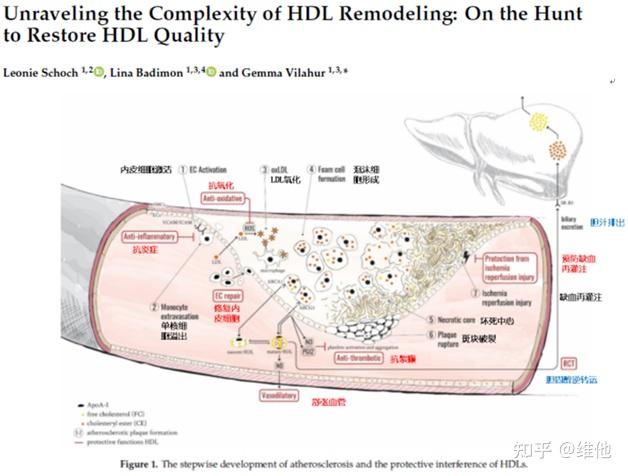 HDL: 提高好的胆固醇无助降低心血管病风险，却降低了糖尿病风险 - 知乎