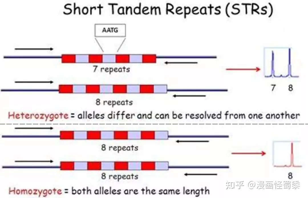 STR鉴定报告数据解读指南 - 知乎