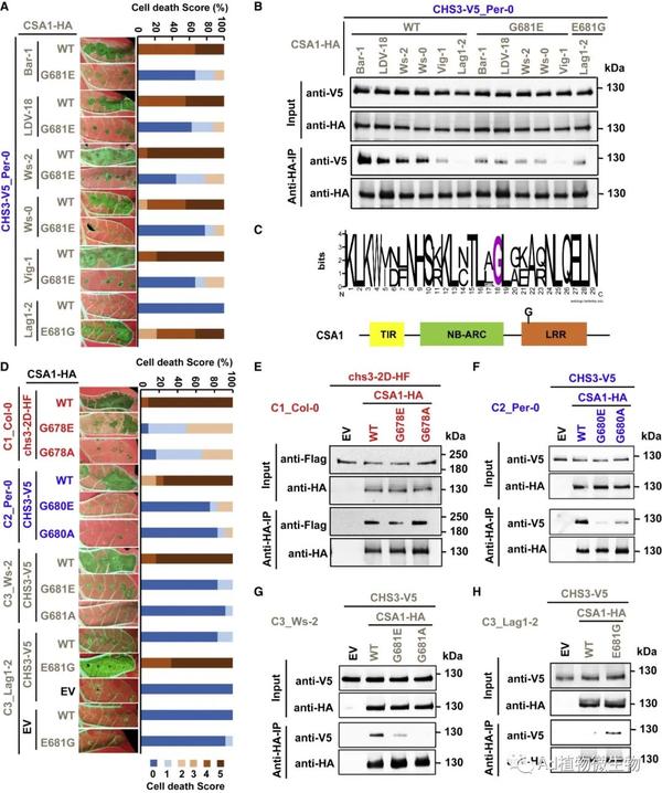 Cell Host & Microbe | Jeff Dangl团队揭示植物免疫受体调节细胞死亡的机制！ - 知乎