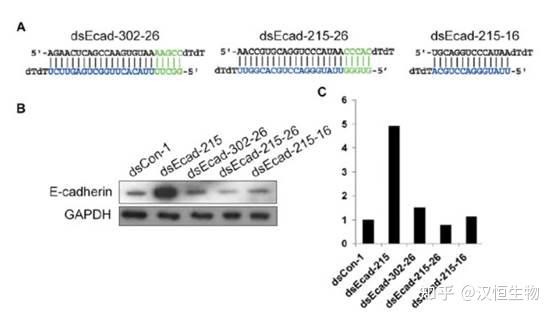 saRNA：激活基因表达的dsRNA（一） - 知乎