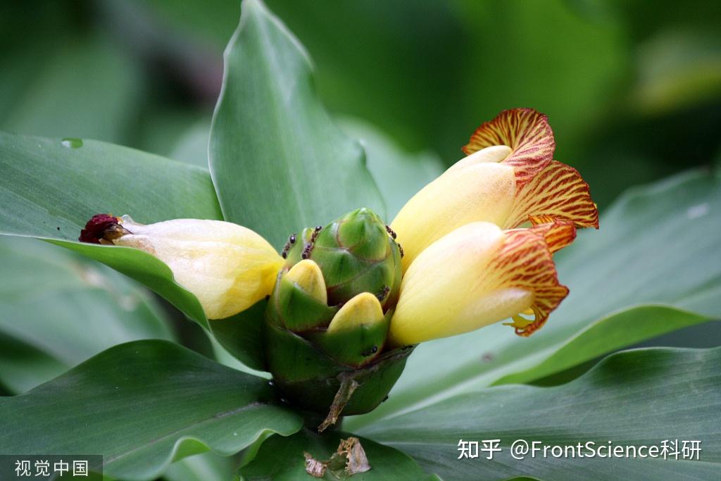 中药高清图鉴之木香 - 知乎