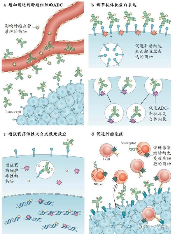 2022年HER2 ADC营收发布，HER2靶向药如何破局 - 知乎