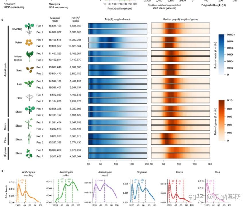 Poly(A)长度检测和定量解决方案——TAIL Iso-seq - 知乎