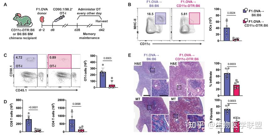 组织驻留Trm的维持需要DC的抗原提呈以及IL-15信号 - 知乎