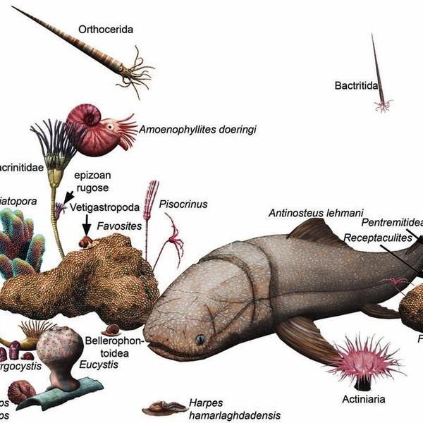 头足纲小传（38）天人之桥：杆石亚纲/杆石目 - 知乎