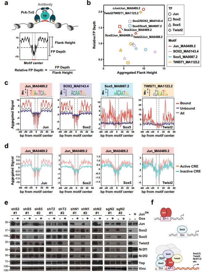 Nature commu|晚期胰腺导管腺癌中自发进化的祖细胞niches逃避Yap癌基因成瘾 - 知乎