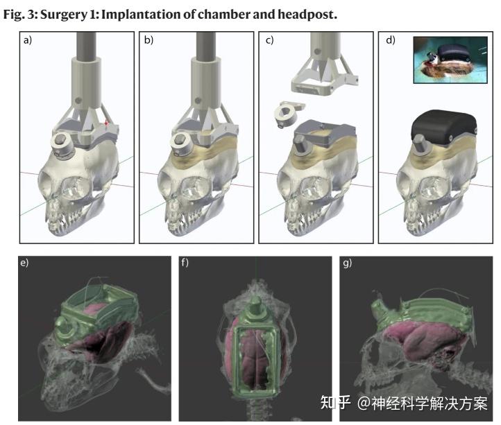 Cambridge NeuroTech电极清醒、行为狨猴的多区域记录和光遗传学 - 知乎